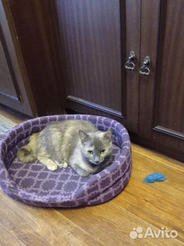 Удивительная кошечка