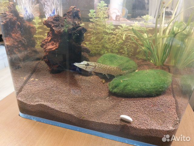 Щука в аквариум