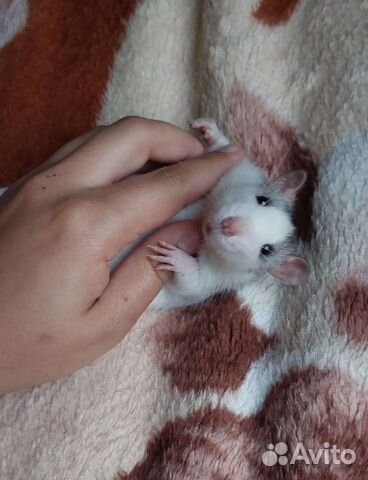 Крыса дамбо с клеткой