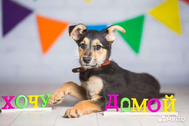 Челси 3 мес бесплатно