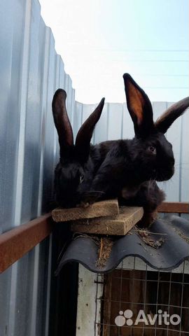 Кролики строкач