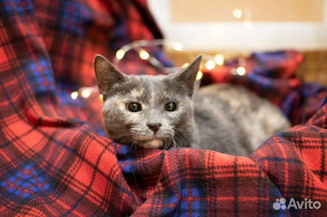 Нежная киса Алиса