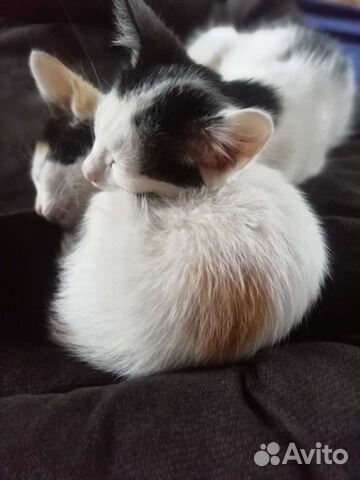 Ещё пока котята