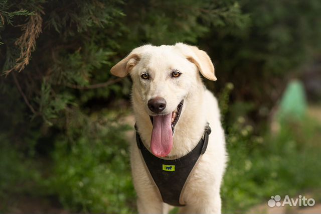 Кайл. Подросток. Метис лабрадора