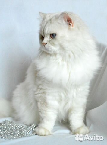 Вязка под котенка