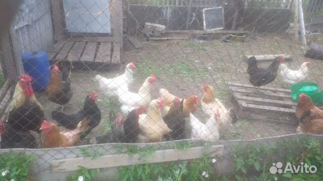 Куры/индоутки/утки