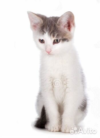 Котенок Дуся