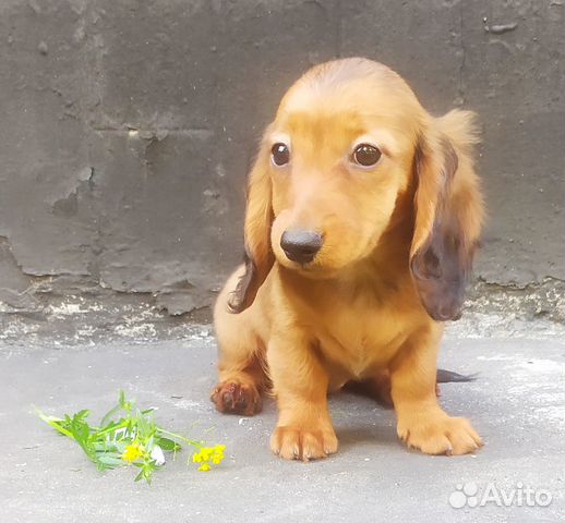 Девочка кролик д/ш