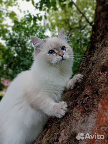 Невская маскарадная