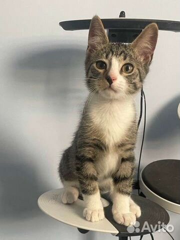 Котёнок по имени Лис