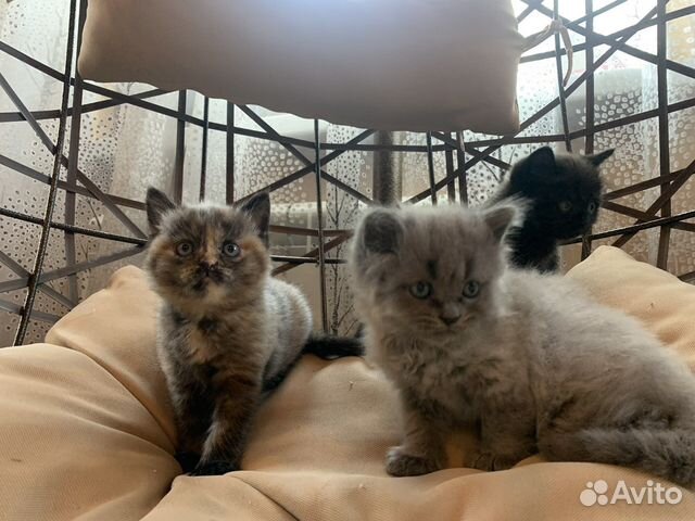 Британские котята