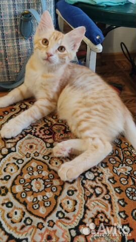 Котенок вырастет огромным пышным