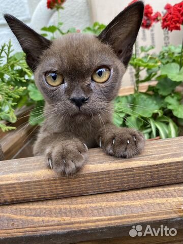Соболиный котик