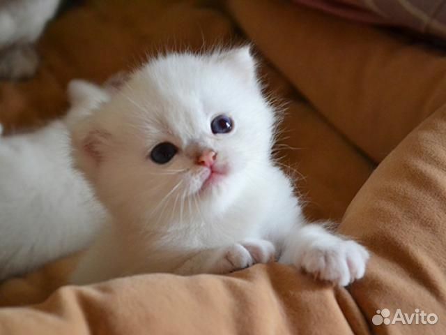 Клубные белоснежные британцы