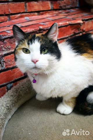 Кошечка Люся 4 года