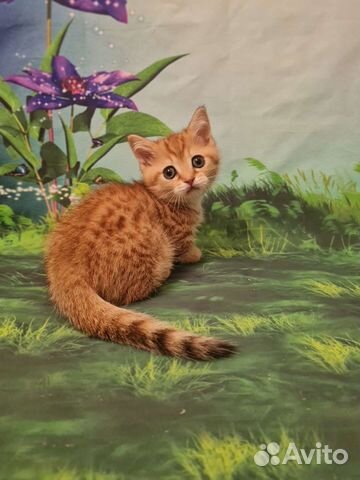 Коротколапый и длиннолапый мальчик