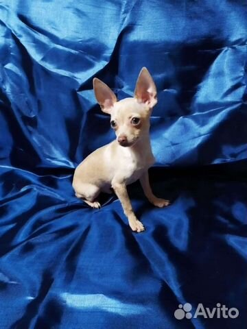 Щенки русский той-терьер большой выбор