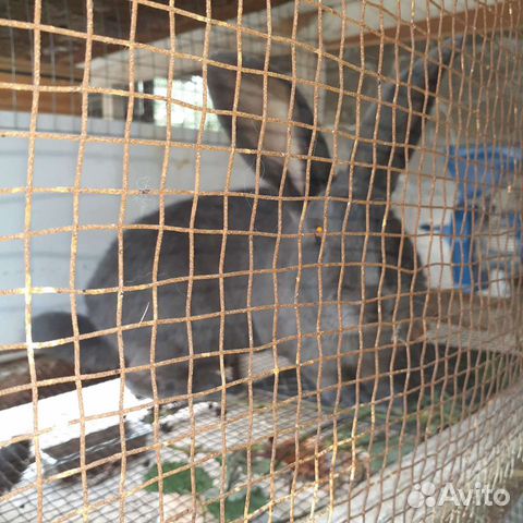 Кролики на племя крол