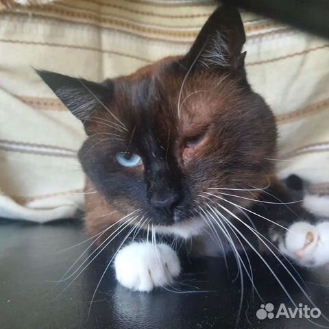 Кот