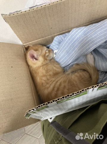 Отдам в добрые руки котенка