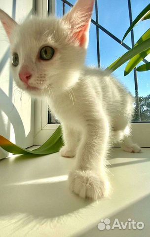 Котята, теруцкая ангора