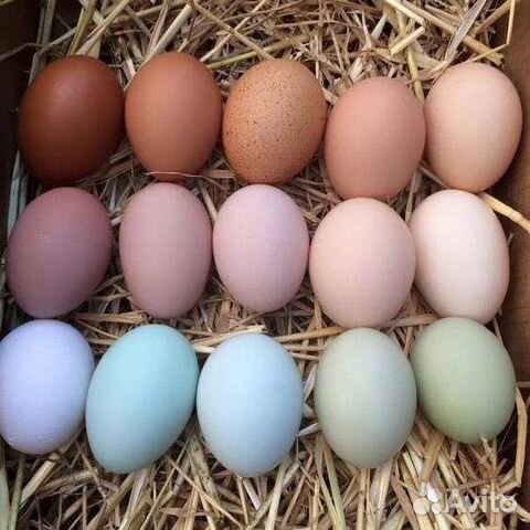 Инкубационное яйцо Легбар, Долматинцы, Загорская