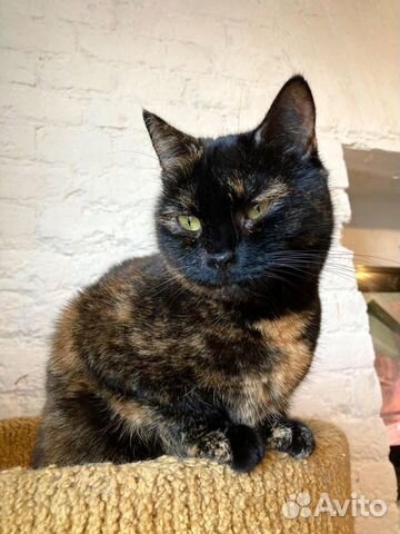 Стерилизованная кошка (метис Британца) бесплатно