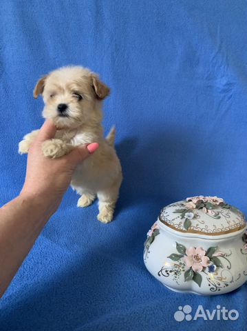 Щенки мальтипу f1 мини и супер мини