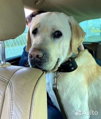 Отдам в добрые руки лабрадора