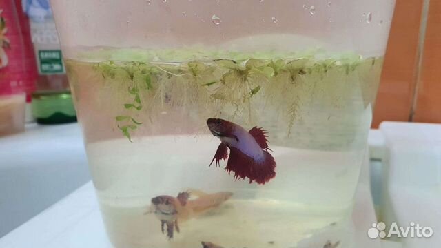 Рыбка петушок