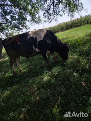 Быки на мясо