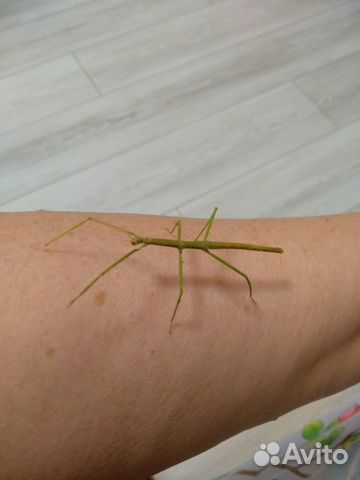 Палочники аннамские бесплатно