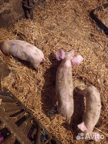 Поросят