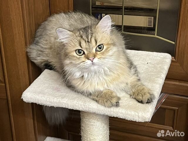 Британский длинношерстный кот