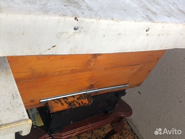 Улей с пчелосемьей бакфаст