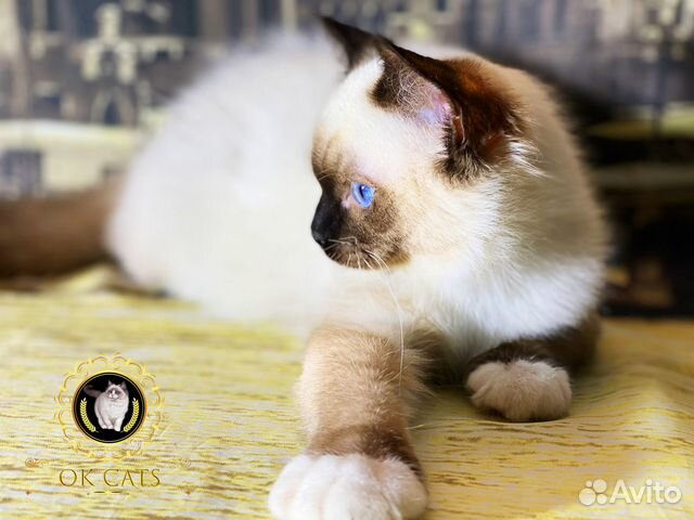 Edrian -рэгдолл с документами и гарантией здоровья