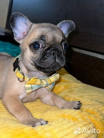 Мопсик щенок девочка