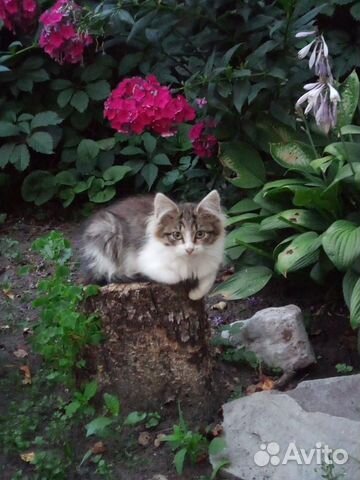 Котенок красавчик