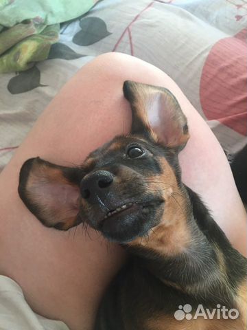 Такса Стандартная Бесплатно