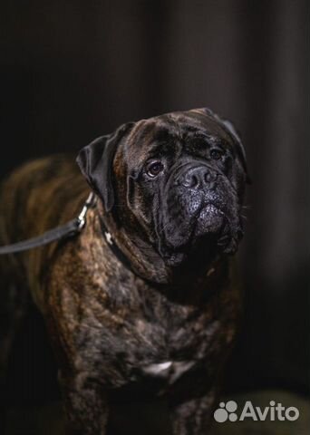 Щенки бульмастифа