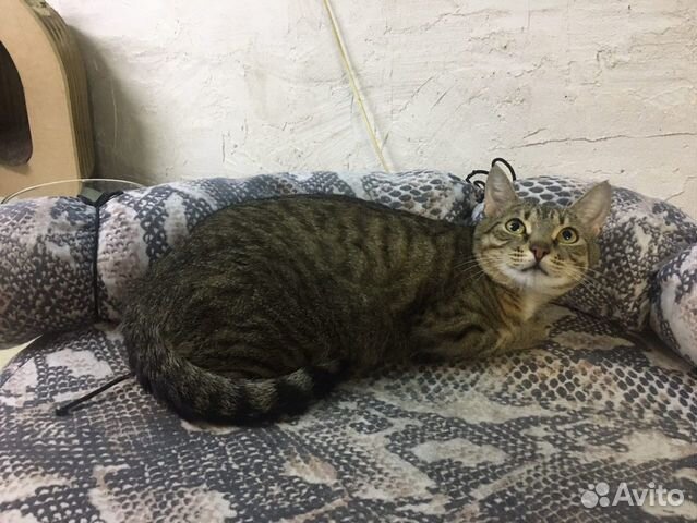 Кошки в добрые руки