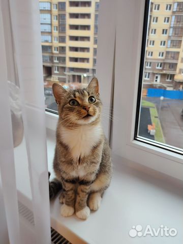 Кошечка в добрые руки