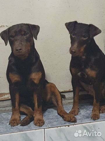 Ягдтерьер рабочий