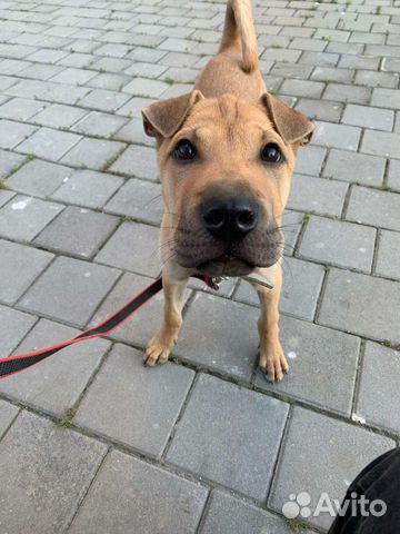 Помесь шарпея