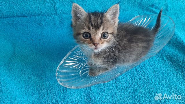 Полосатые красотки