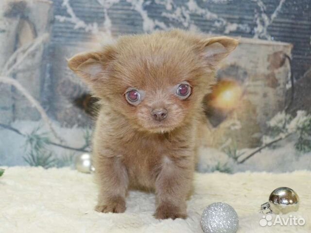 Лиловый малышок