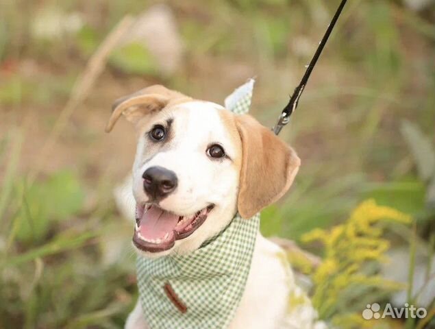 Щенок Макс ищет дом