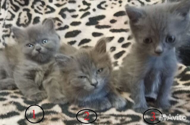 Продадим котят помесь нибелунга