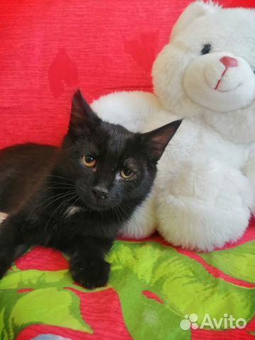 Пьер ищет дом