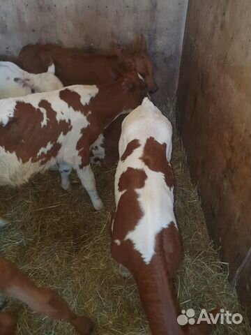 Породистые Телята бычки тёлочки. Доставка
